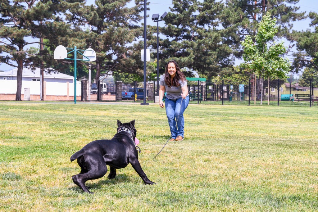 Private Session Programs - Rooted Dog Training I Dog Obedience Training