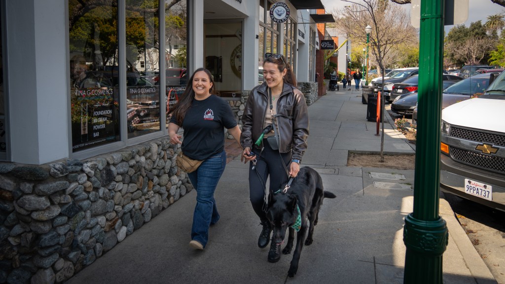 Day Train Camp - Rooted Dog Training I Dog Obedience Training
